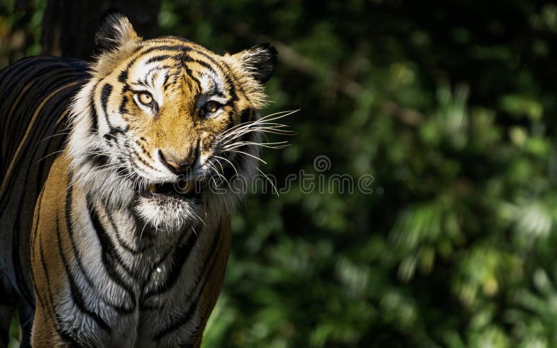 Tiger with Its Colourful Camouflage and Unique Patterns Stock Photo ...