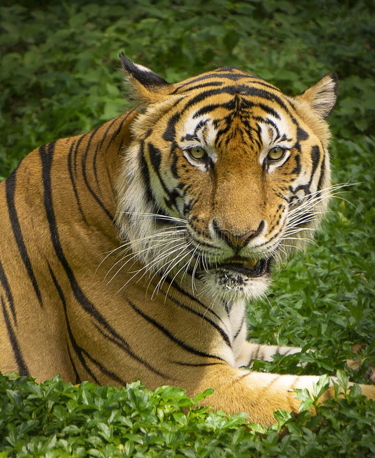 Tiger with Its Colourful Camouflage and Unique Patterns Stock Image ...