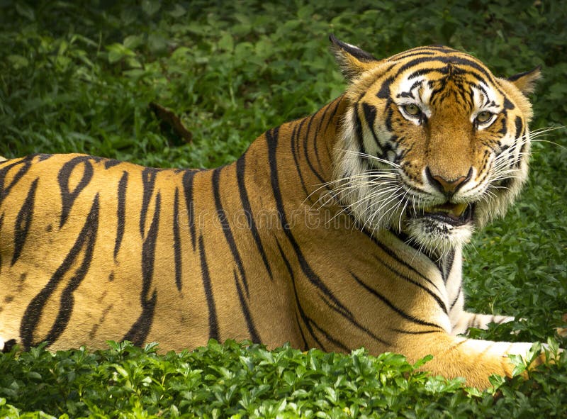 Tiger with Its Colourful Camouflage and Unique Patterns Stock Photo ...