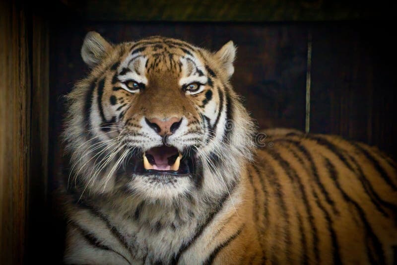 Tiger with Its Mouth Open at the Zoo Stock Image - Image of fauna ...