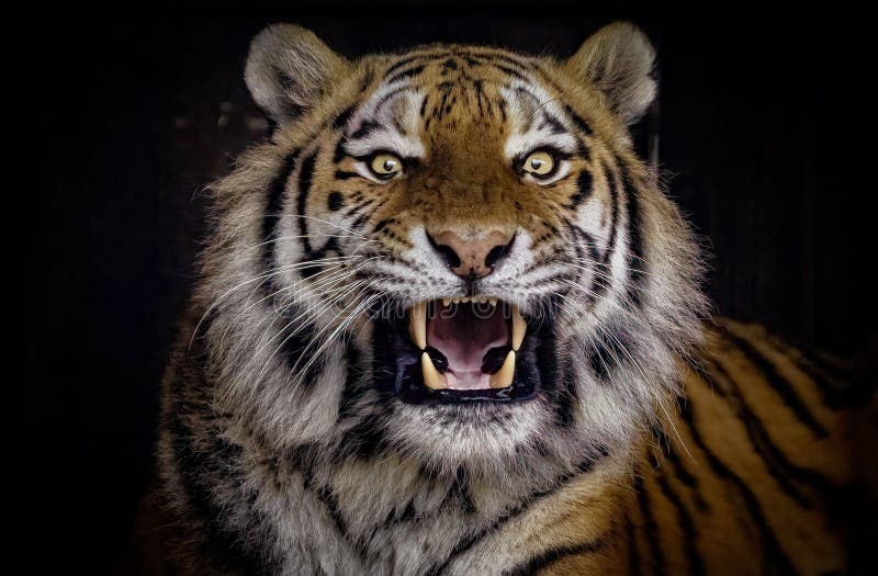 Tiger with Its Mouth Open at the Zoo Stock Image - Image of wilderness ...