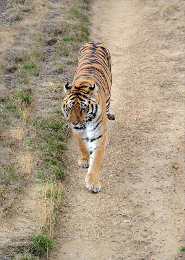 Tiger by Itself in Open Field Stock Image - Image of teeth, hunting ...