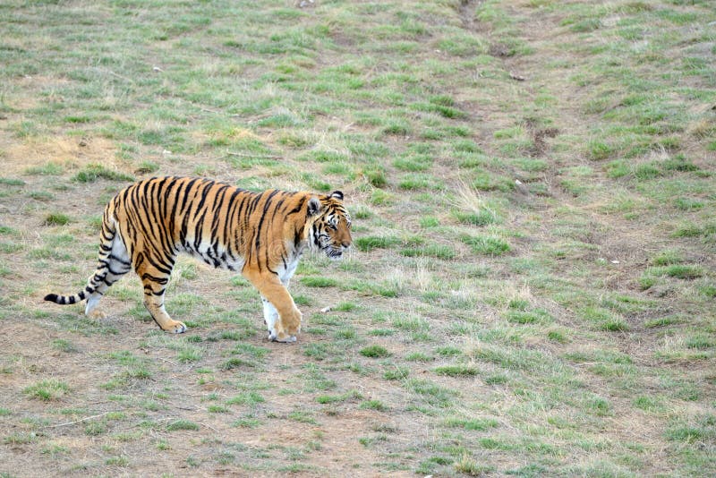 Tiger by Itself in Open Field Stock Image - Image of tigris, siberia ...