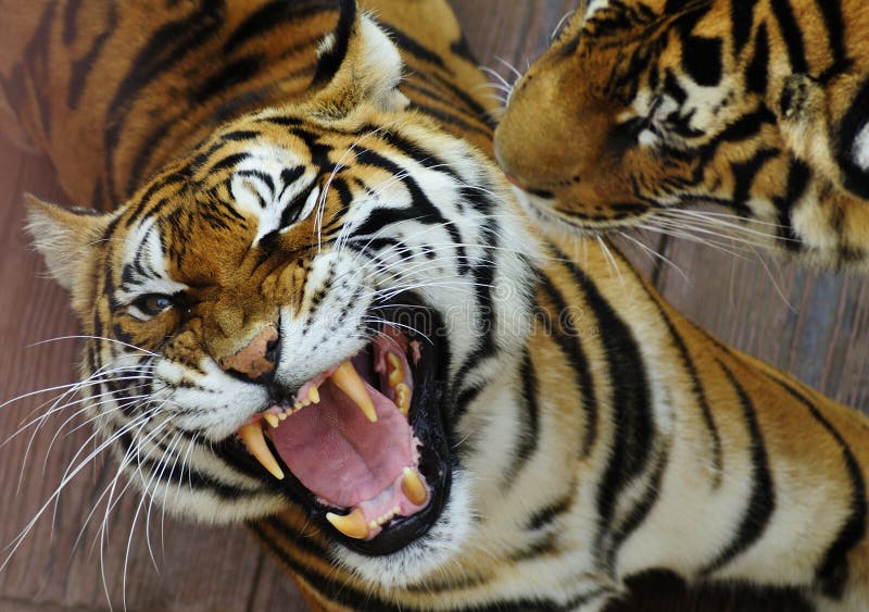 Tiger jaws. stock photo. Image of felino, photogenic - 213885174