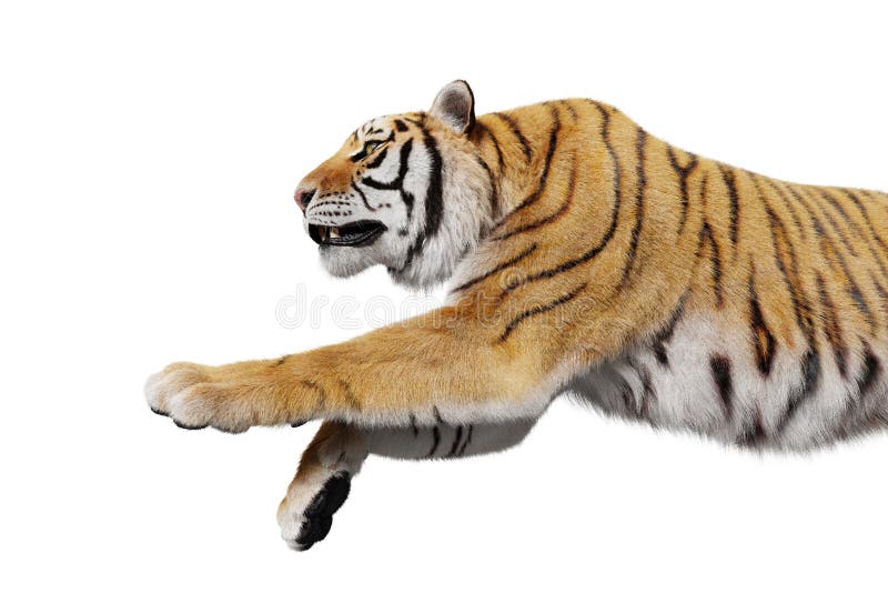 Tiger Jumping Attack Isolated Stock Photo - Image of angry, attack ...