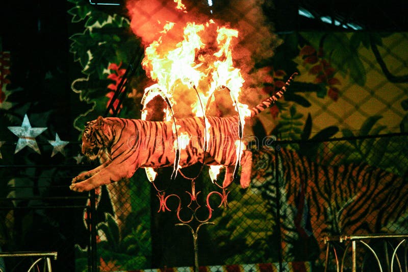 The Tiger is Jumping Throught Rings of Fire. Stock Photo - Image of ...