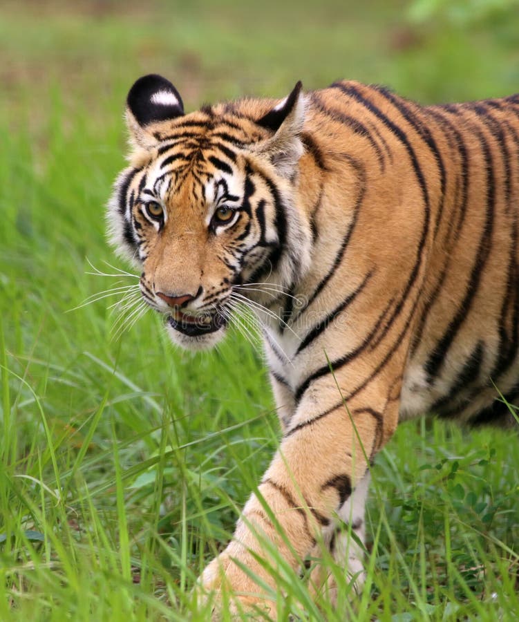 Tiger in jungle stock image. Image of tiger, feline, animal - 44550619