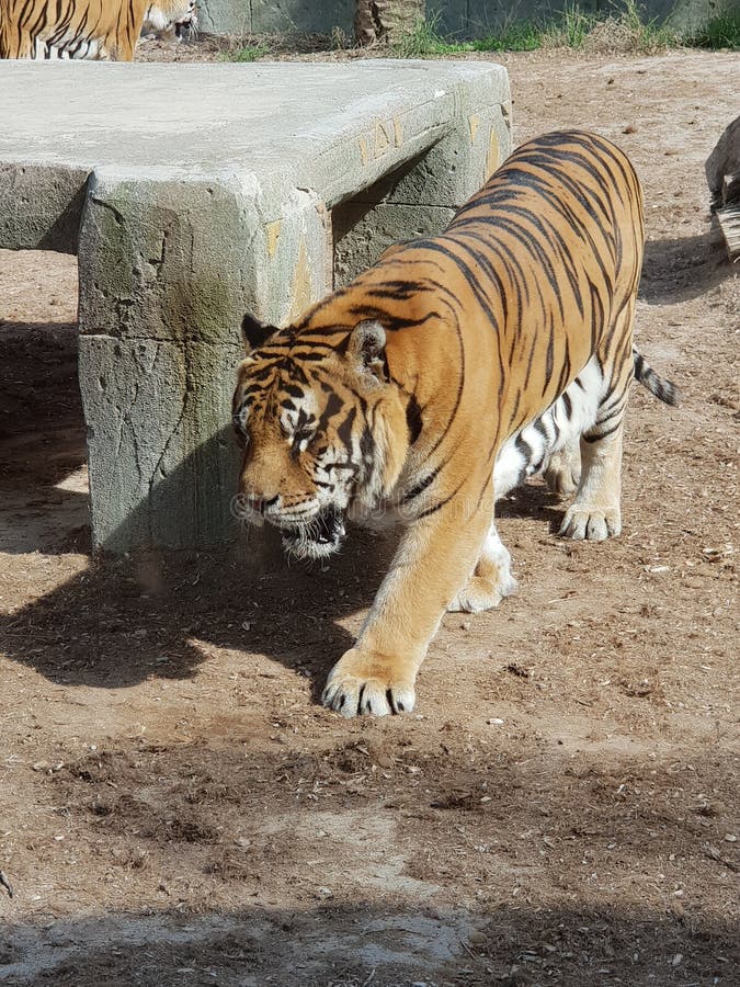 The tiger king stock image. Image of king, tiger, dangerous - 231711859