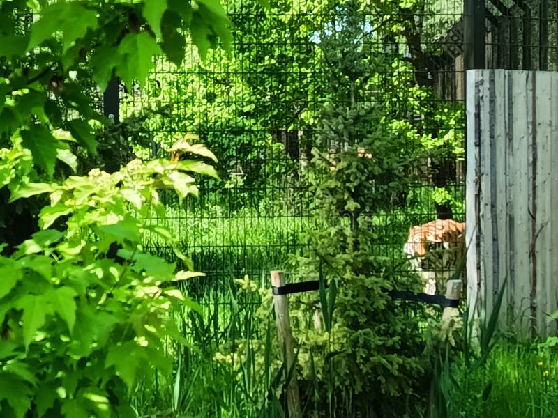 Tiger king of the world stock image. Image of vegetation - 387553335