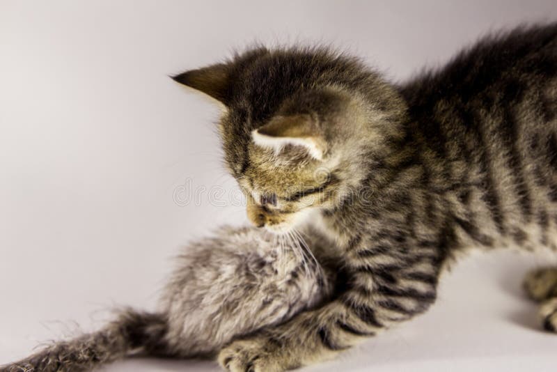 Tiger kitten hunting mouse stock image. Image of kitty - 78979201