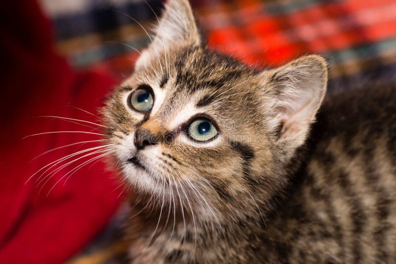 Tiger Kitten stock image. Image of face, animal, curious - 33951155