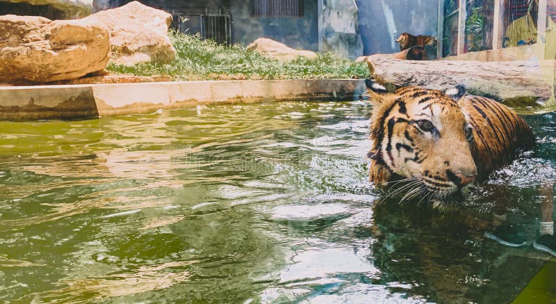 Tiger in the lake stock image. Image of aggression, bare - 214694109