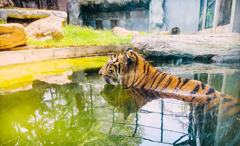Tiger in the lake stock image. Image of aggressor, grass - 214694065