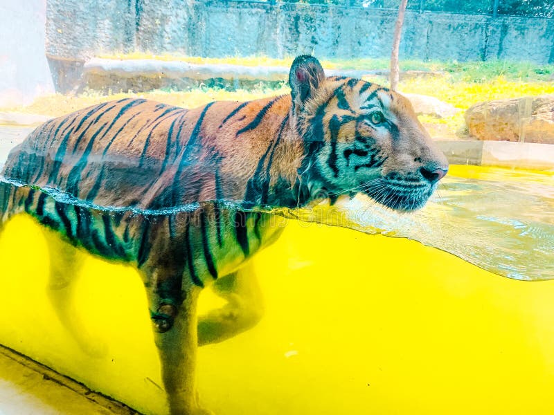 Tiger in the lake stock photo. Image of eyes, blood - 214694094