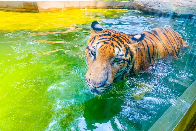 Tiger in the lake stock image. Image of beauty, danger - 214694171
