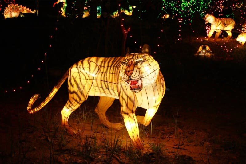 Tiger Lantern stock image. Image of light, illuminate - 3687121