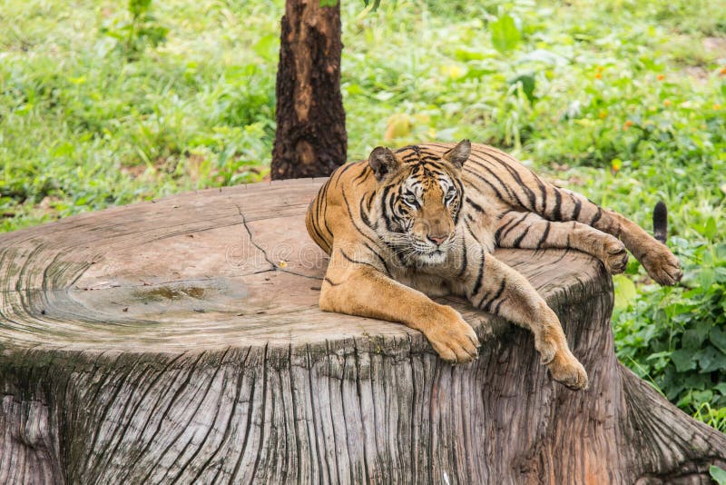 Tiger stock image. Image of cute, animal, wild, colors - 40153437