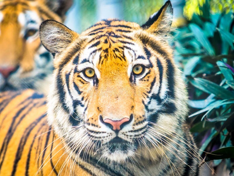 Tiger stock image. Image of ground, hunt, nature, animal - 81401379