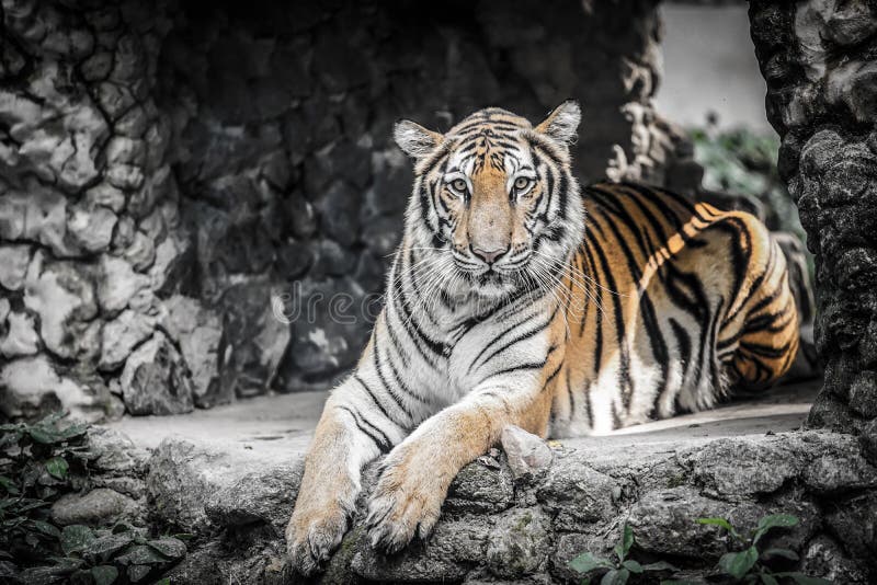 Tiger stock image. Image of animal, grizzly, honey, forest - 83485325