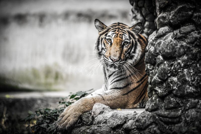Tiger stock photo. Image of heavy, horrible, forest, animal - 83485592