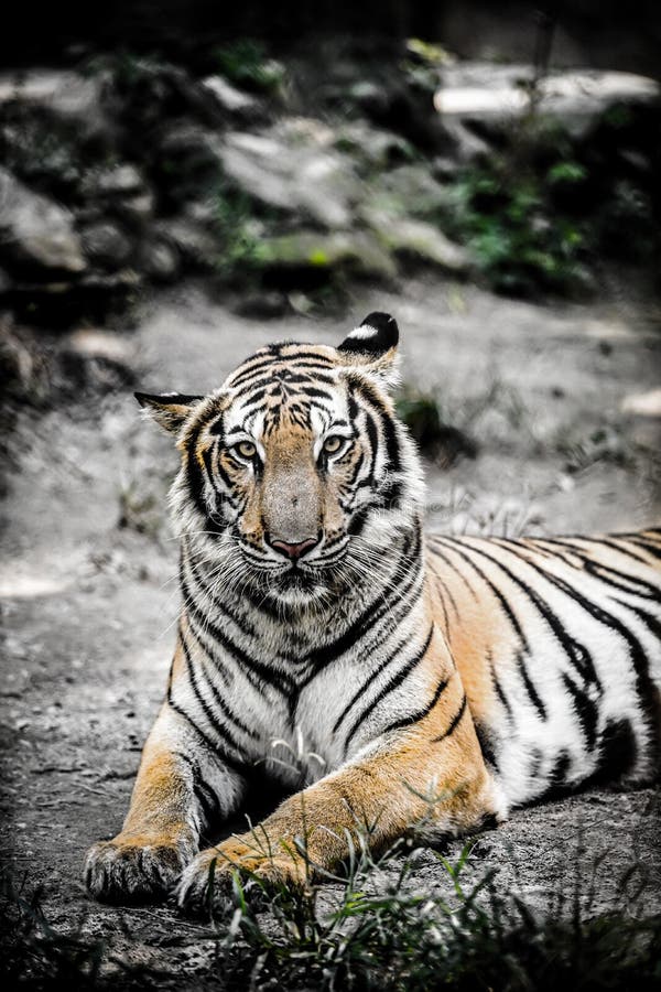Tiger stock photo. Image of angry, bear, fierce, bengal - 83486304