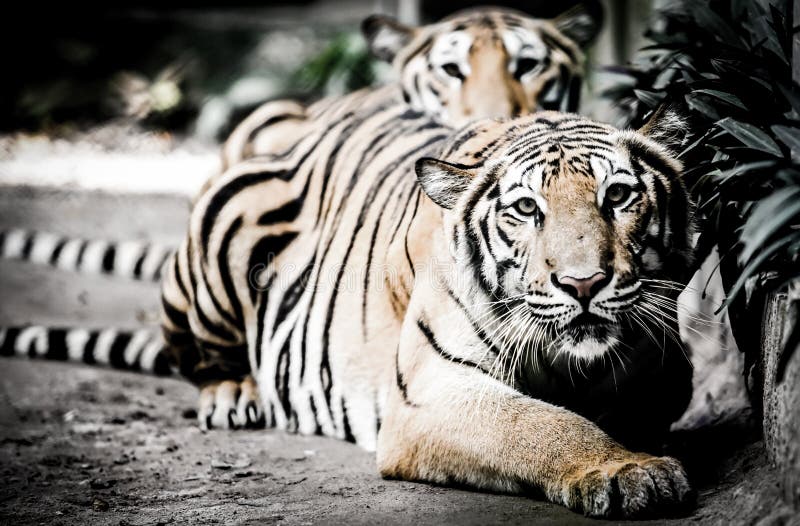 Tiger stock image. Image of heavy, fierce, brown, fighting - 83488807