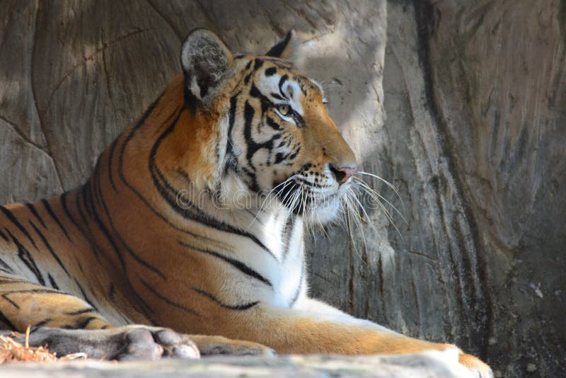 Tiger lay on rock stock photo. Image of mammal, rock - 36495538