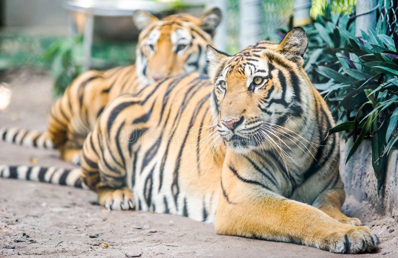 Tiger stock photo. Image of heavy, hunt, predator, angry - 81400990