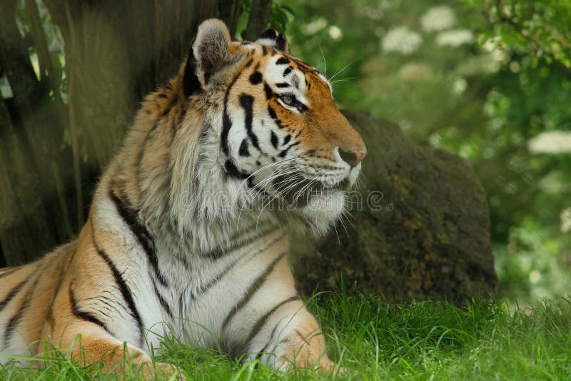 A Tiger Laying Down and Looking To the Left Stock Image - Image of gaze ...