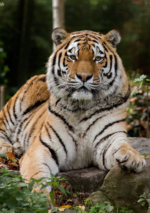 Tiger stock photo. Image of tiger, rest, animal, laying - 66466966