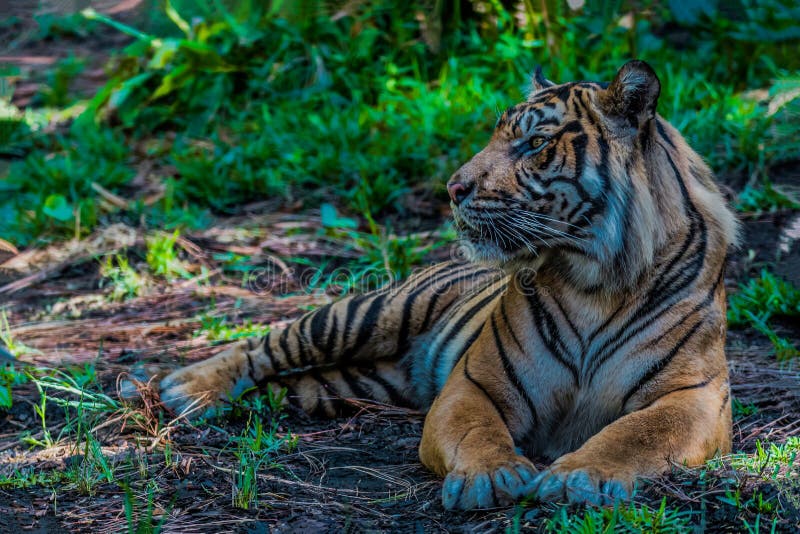 Tiger laying in a forest stock photo. Image of wildlife - 264747654