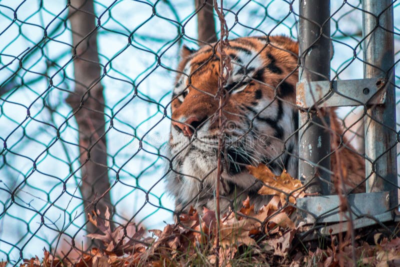 Tiger Laying in Leaves during the Fall Stock Image - Image of ...