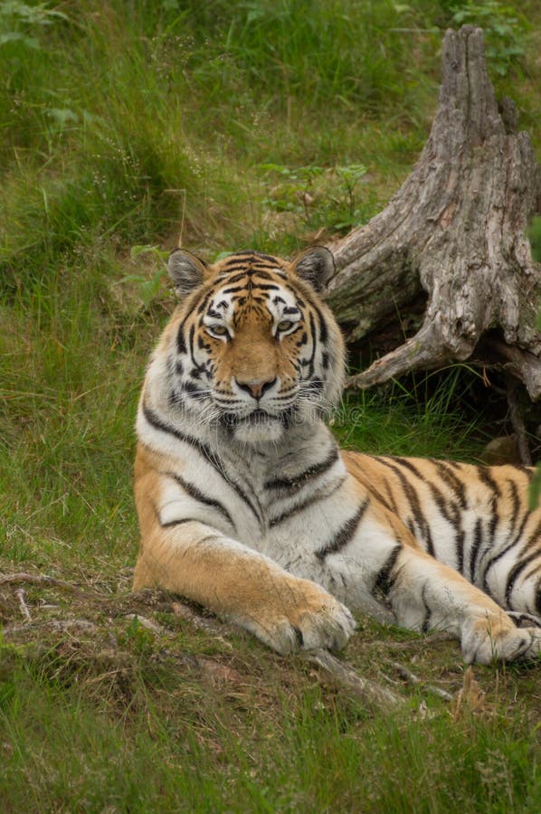 Tiger stock image. Image of animal, grass, laying, species - 63071961