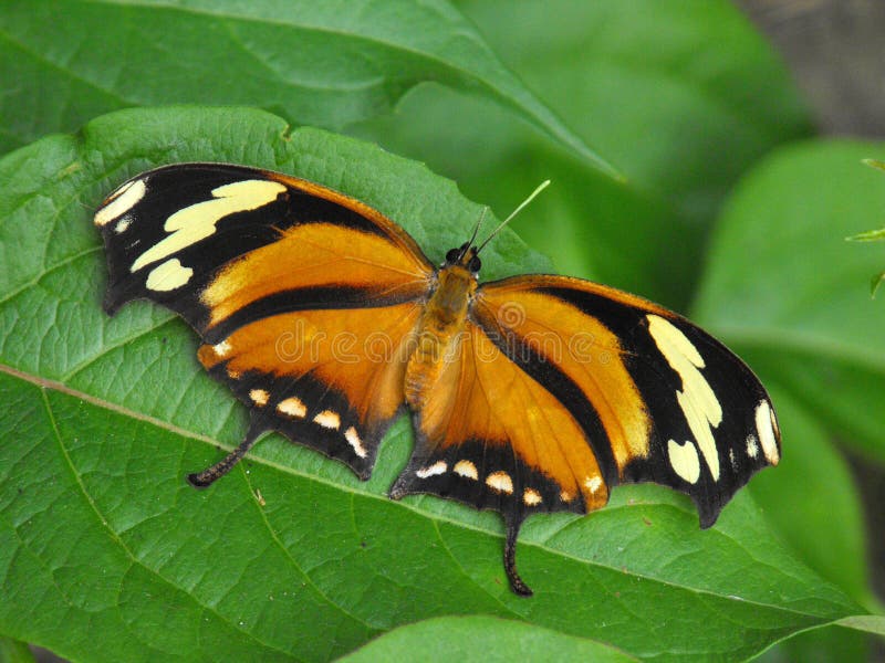 Tiger Leafwing Butterfly at Rest Stock Image - Image of nymphalidae ...