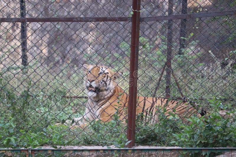 Tiger Leaves Forest Cover and Walks Confidently Stock Photo - Image of ...