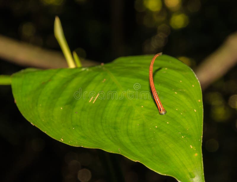 Tiger Leech on a leaf stock image. Image of biology, green - 42195673