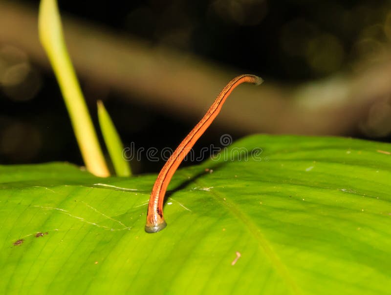 Tiger Leech Haemadipsa Picta Photo stock - Image du parasite, borneo ...
