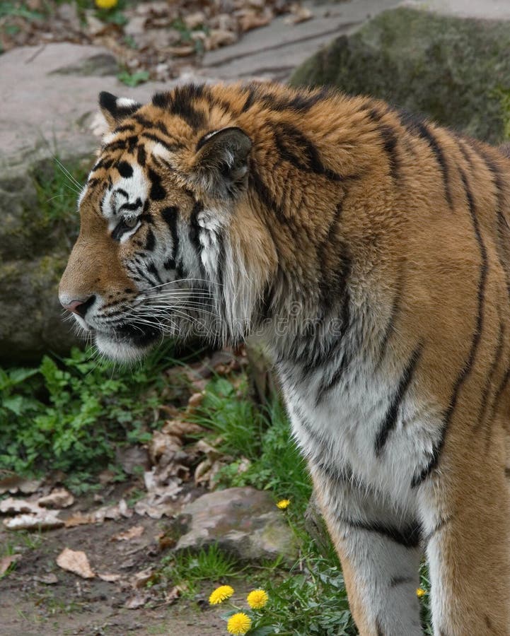 Tiger from left side stock image. Image of predator, siam - 94955465