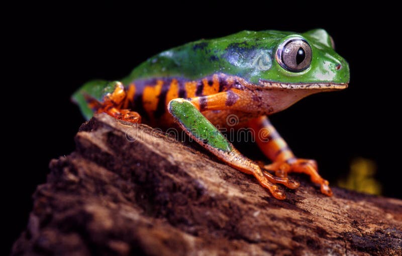Tiger Leg Tree Frog stock image. Image of portrait, wildlife - 39267763