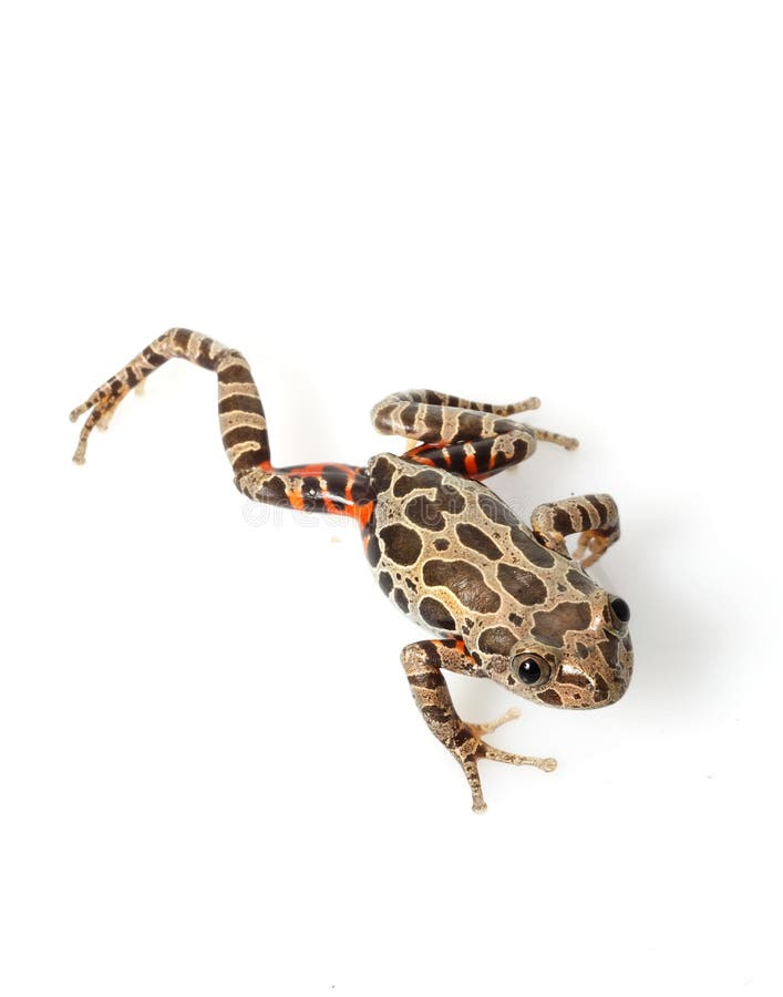 4+ Tiger legged walking frog Free Stock Photos - StockFreeImages