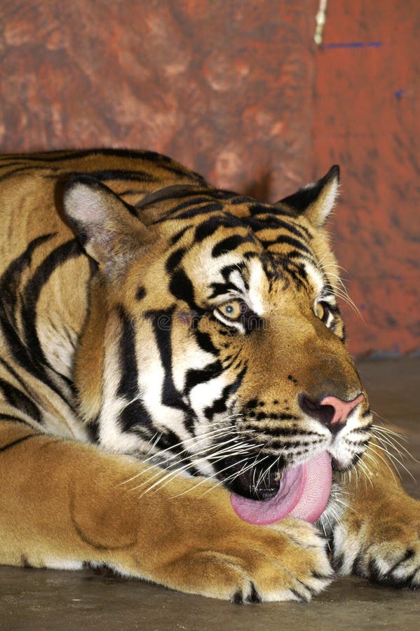 Tiger lick stock image. Image of nature, bengal, wildlife - 16811169