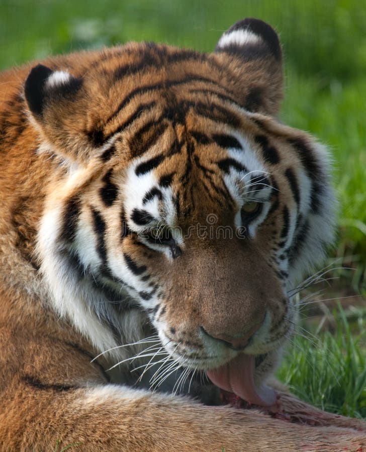 Tiger licking food stock image. Image of endangered, mammal - 15686409