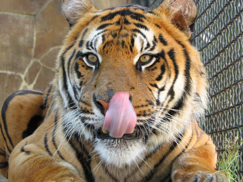 Tiger licking lips stock photo. Image of carnivorous, satisfied - 3161806