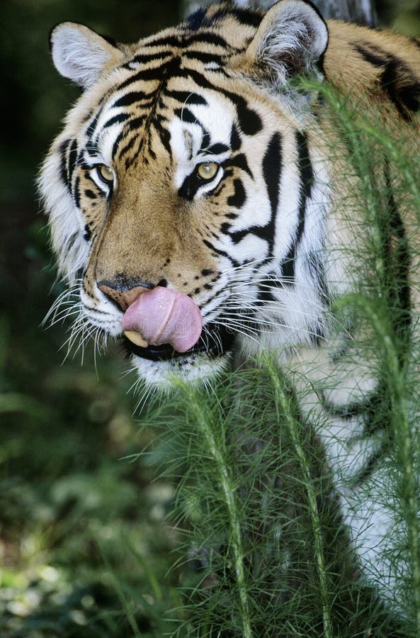 Tiger Licking Lips In Grass Stock Photo - Image of licking, tiger: 30846118