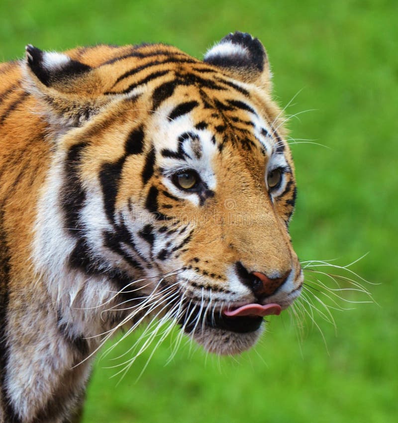 Tiger stock image. Image of jungle, wildlife, tiger, stripes - 39038805