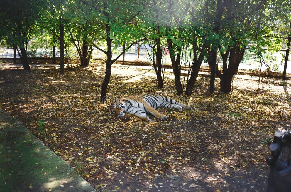 Tiger Lie in an Aviary at the Zoo Editorial Photo - Image of danger ...