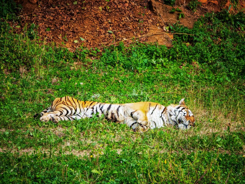 The Tiger Lies Relaxed in the Grass and Rests Stock Image - Image of ...