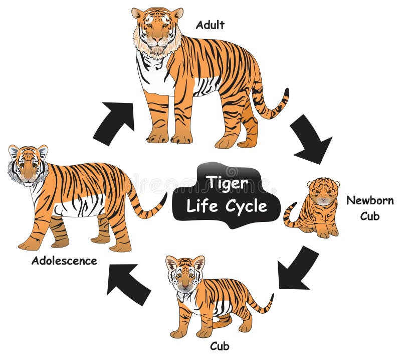 Tiger Life Cycle Infographic Diagram Stock Vector Illustration Of Mammal Evolution 245884908