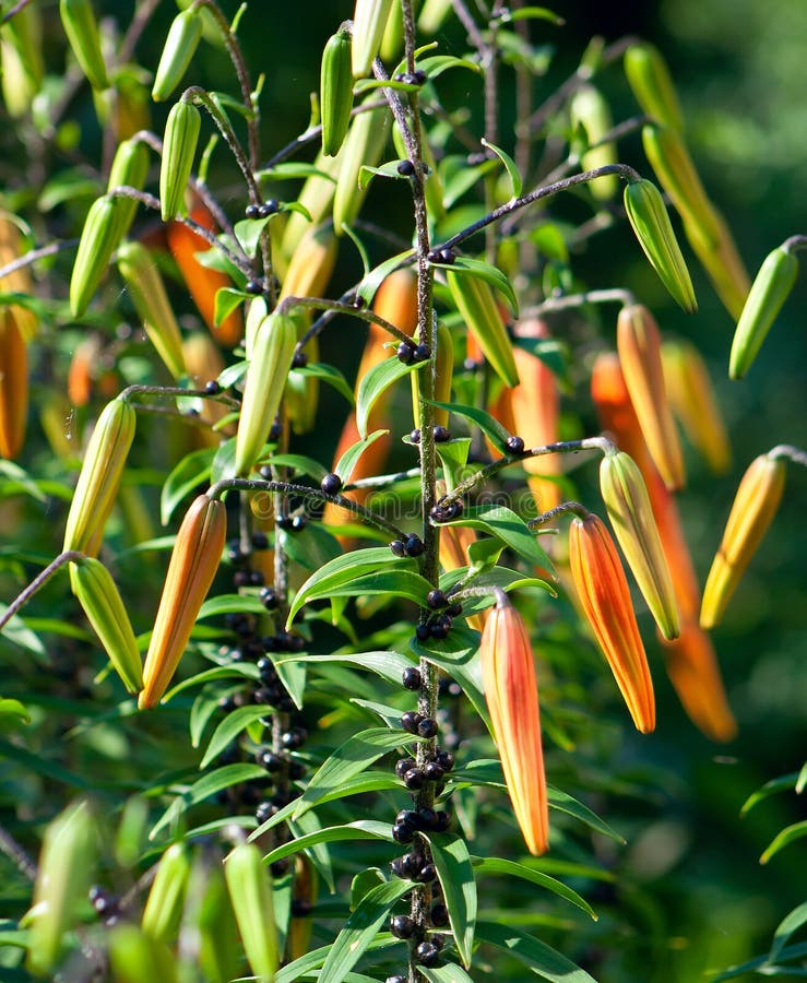 Tiger lilies buds stock image. Image of wallpaper, backdrop - 26205549