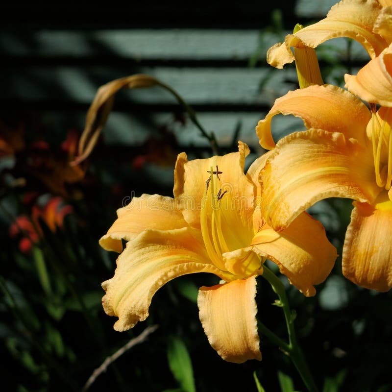 127 Tiger Lily Stems Stock Photos - Free & Royalty-Free Stock Photos ...